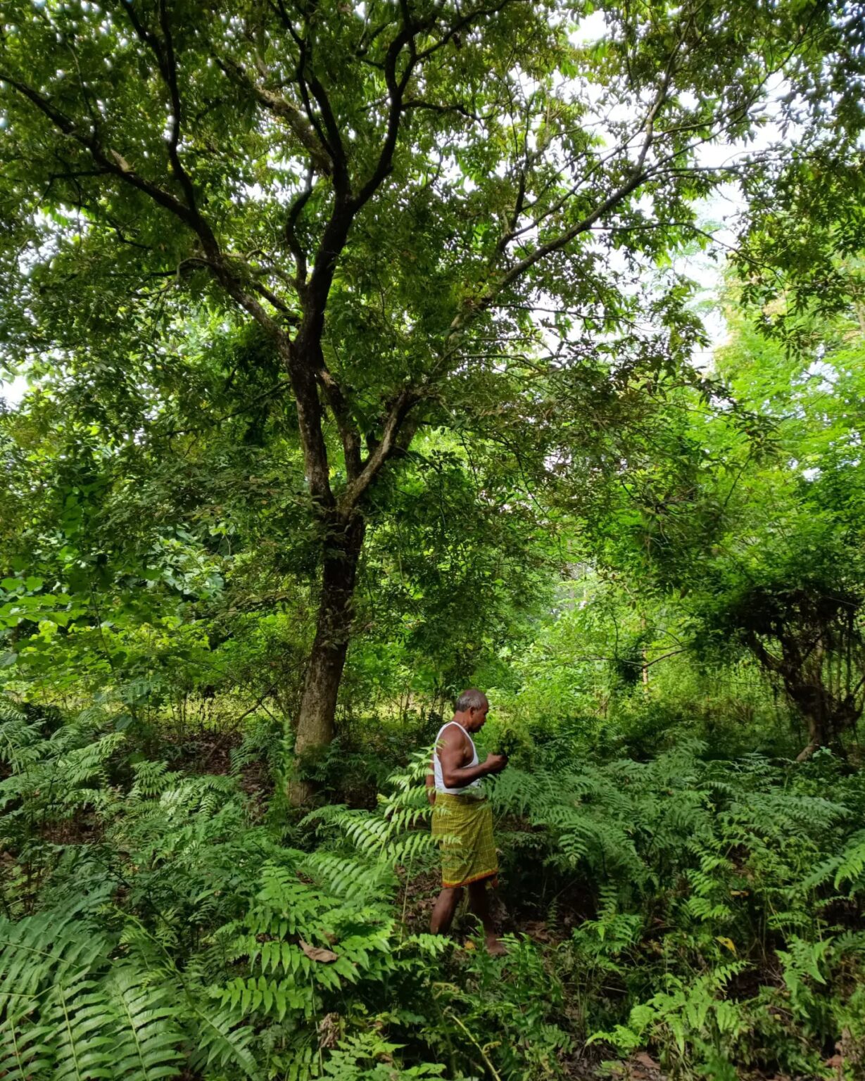 The Forest Man of India: Jadav Payeng's Inspirational Story - Lite ...